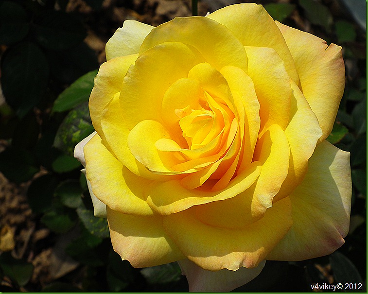 Splendid Photos: Anika Rose Flower