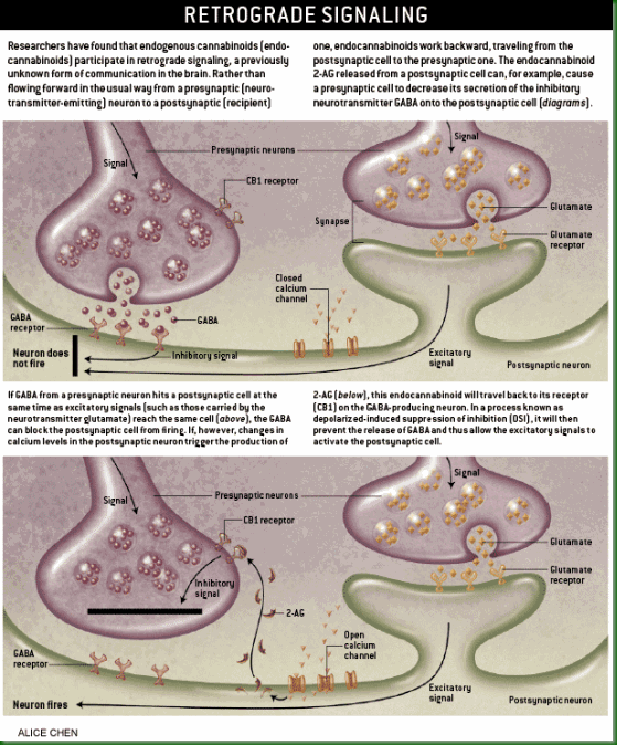 How Cannabis Works Pt.3 Cannabinoid Receptors CB1 CB2 | The Cannablog