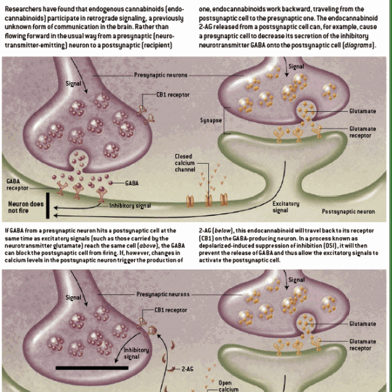 How Cannabis Works Pt. 2 Cannabinoids & Receptors | The Cannablog