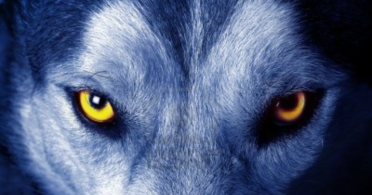 Sono il lupo cattivo