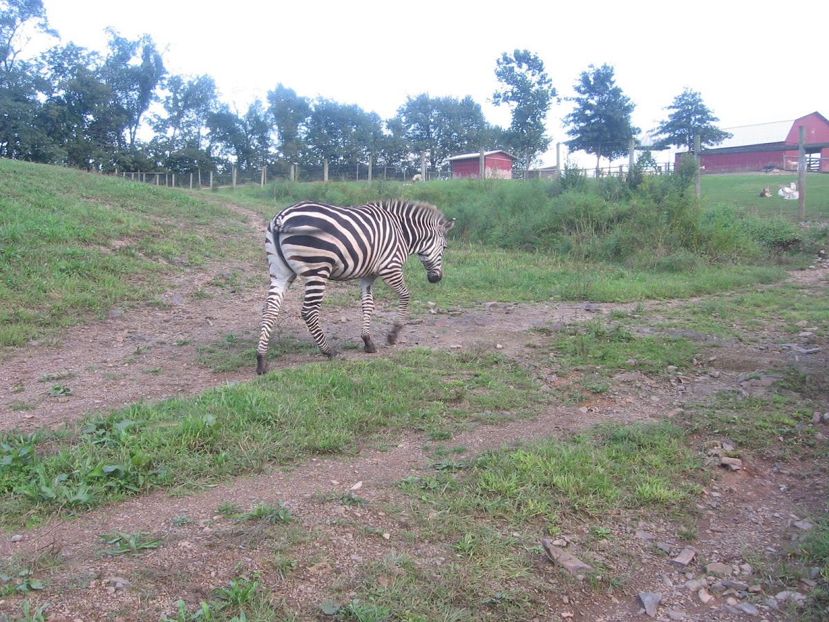 Grant's Zebra | Project Noah