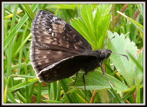 Wild Indigo Duskywing Butterfly | Project Noah