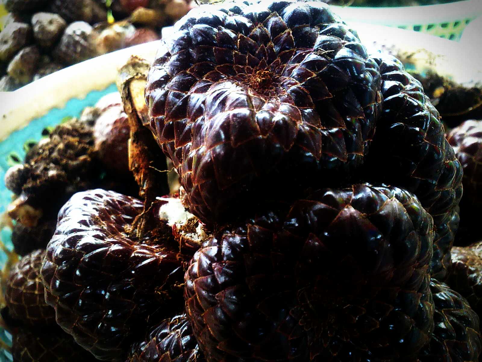 A Photo Journal of Life: Daun Nyirik and Asam Kelumbi