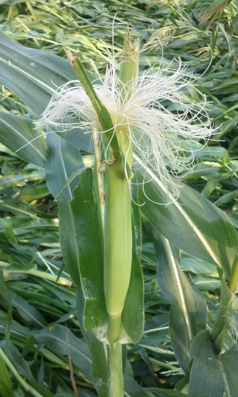 Life Science Teacher: Maize inflorescence