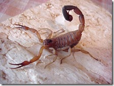 Il veleno dello scorpione come terapia anticancro?