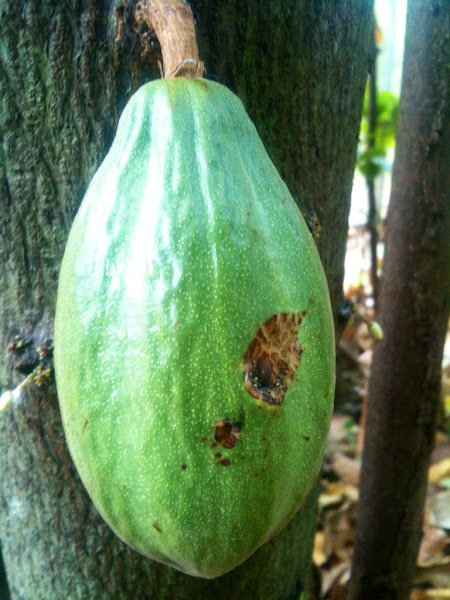 Cocoa | Project Noah