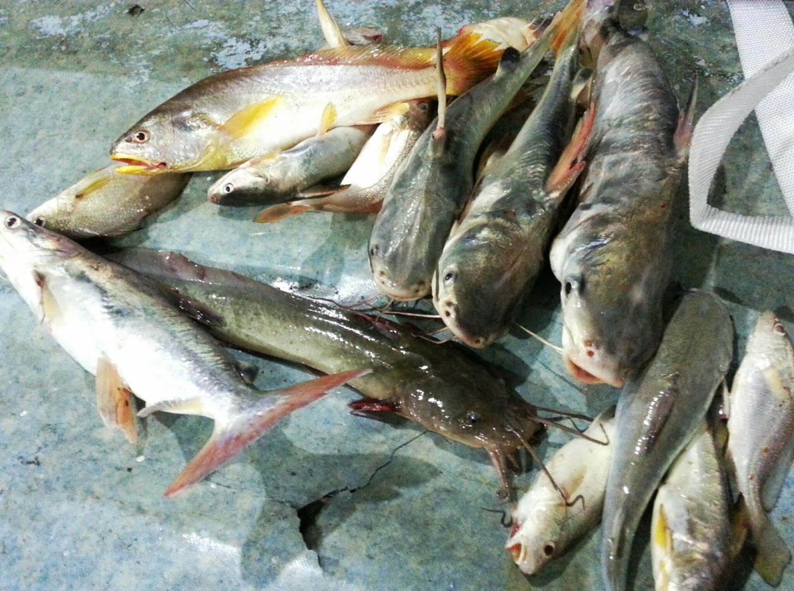 SuperLady Strike : Trip Mancing : 5 jam di Kelong Telok Gong