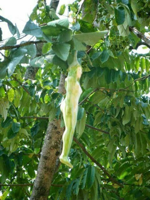 Narilatha flower ~ NorthernWild TZ