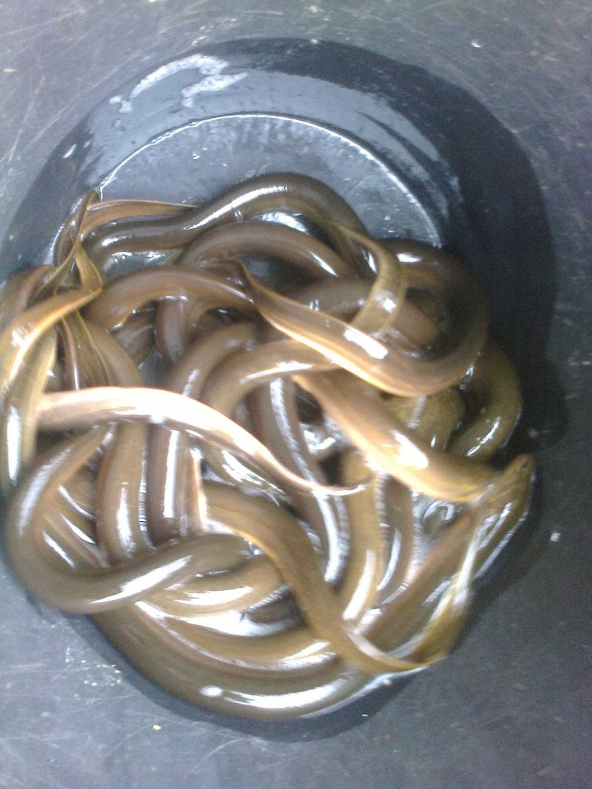 BaHar: Mengenal Belut