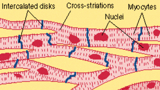 Cardiac Muscle Diagram Labeled