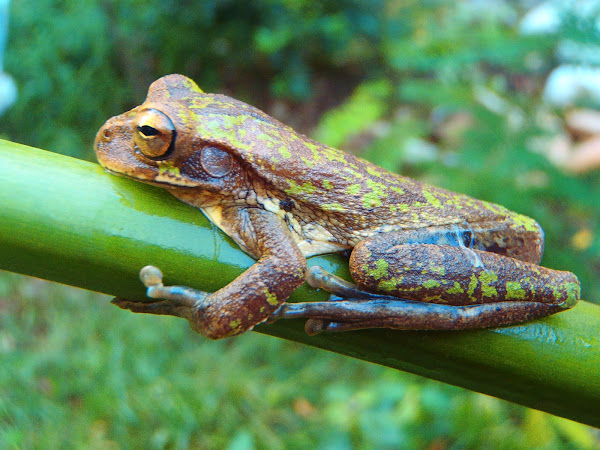 Common Mexican Tree Frog | Project Noah