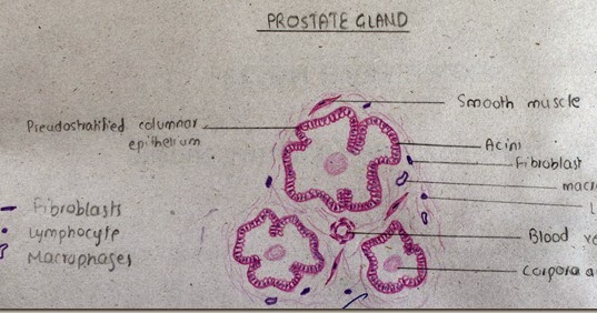Histology Slides Database: Prostate Gland high resolution histology diagram