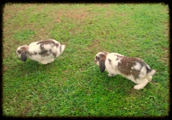 EVERGREEN RABBIT & GUPPIES: Bunnies playing time!!