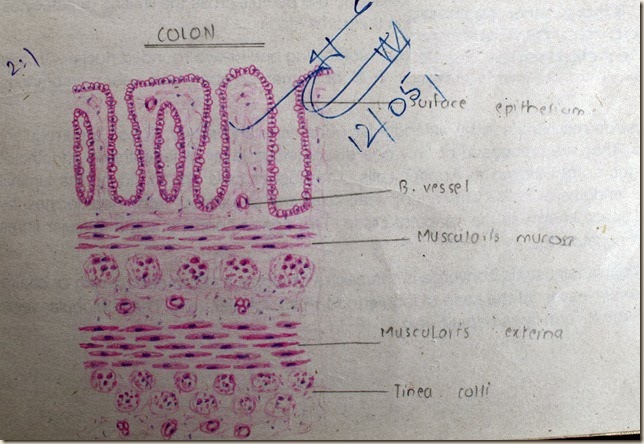 Colon Histology Labeled