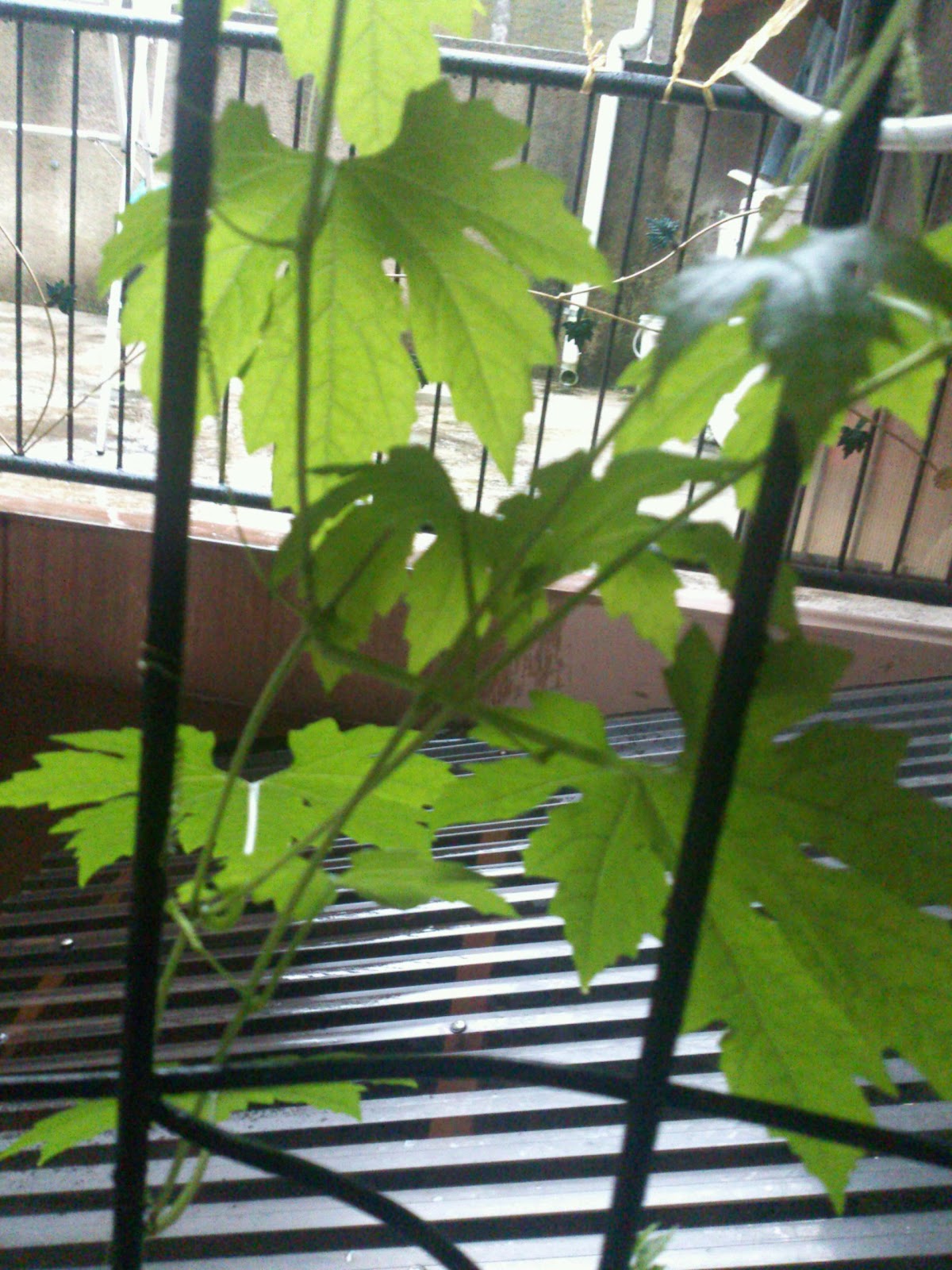 Petani Kambuhan: Menanam Paria atau Pare secara Hidroponik