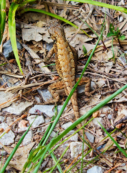 Eastern Fence Lizard | Project Noah
