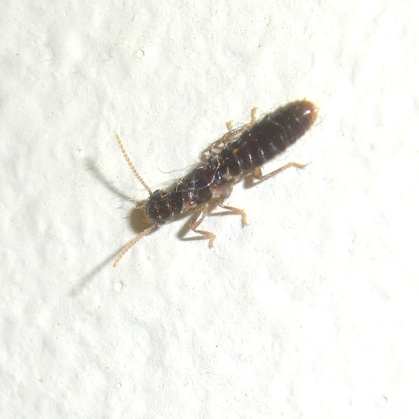 Termite nymph? | Project Noah