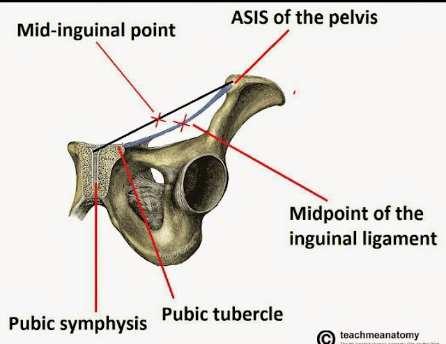 Dr. Key: Landmarks in inguinal hernia