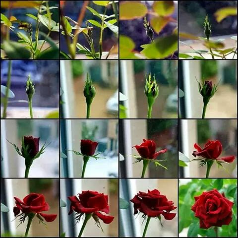 Rose Flower budding stages
