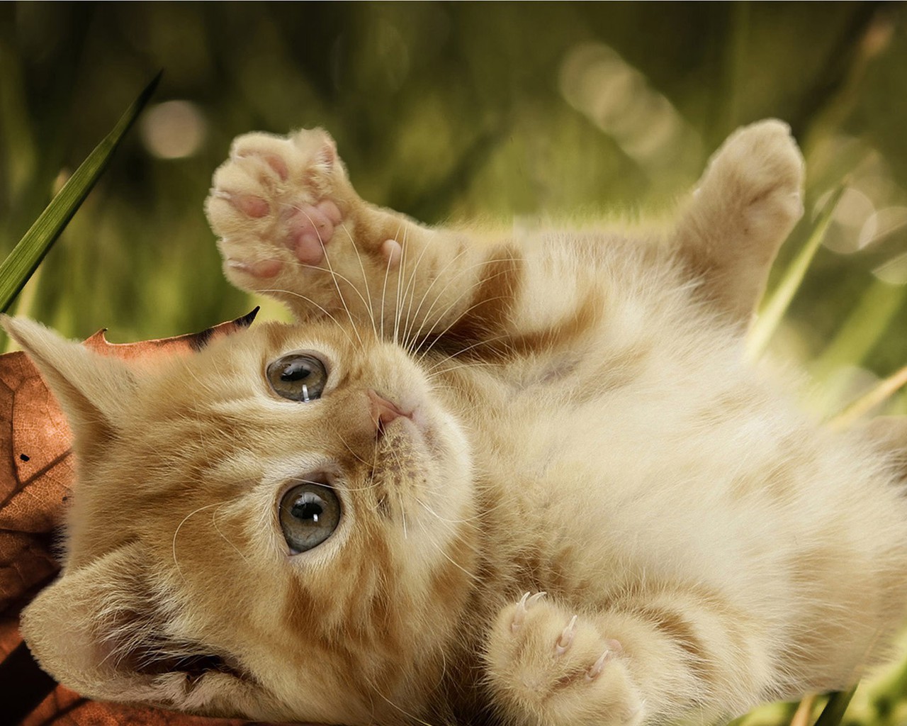 Gatitos Tiernos Beb s HD Imagui Gatitos Tiernos Beb s HD Imagui
