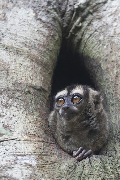 Noisy Night Monkey | Project Noah