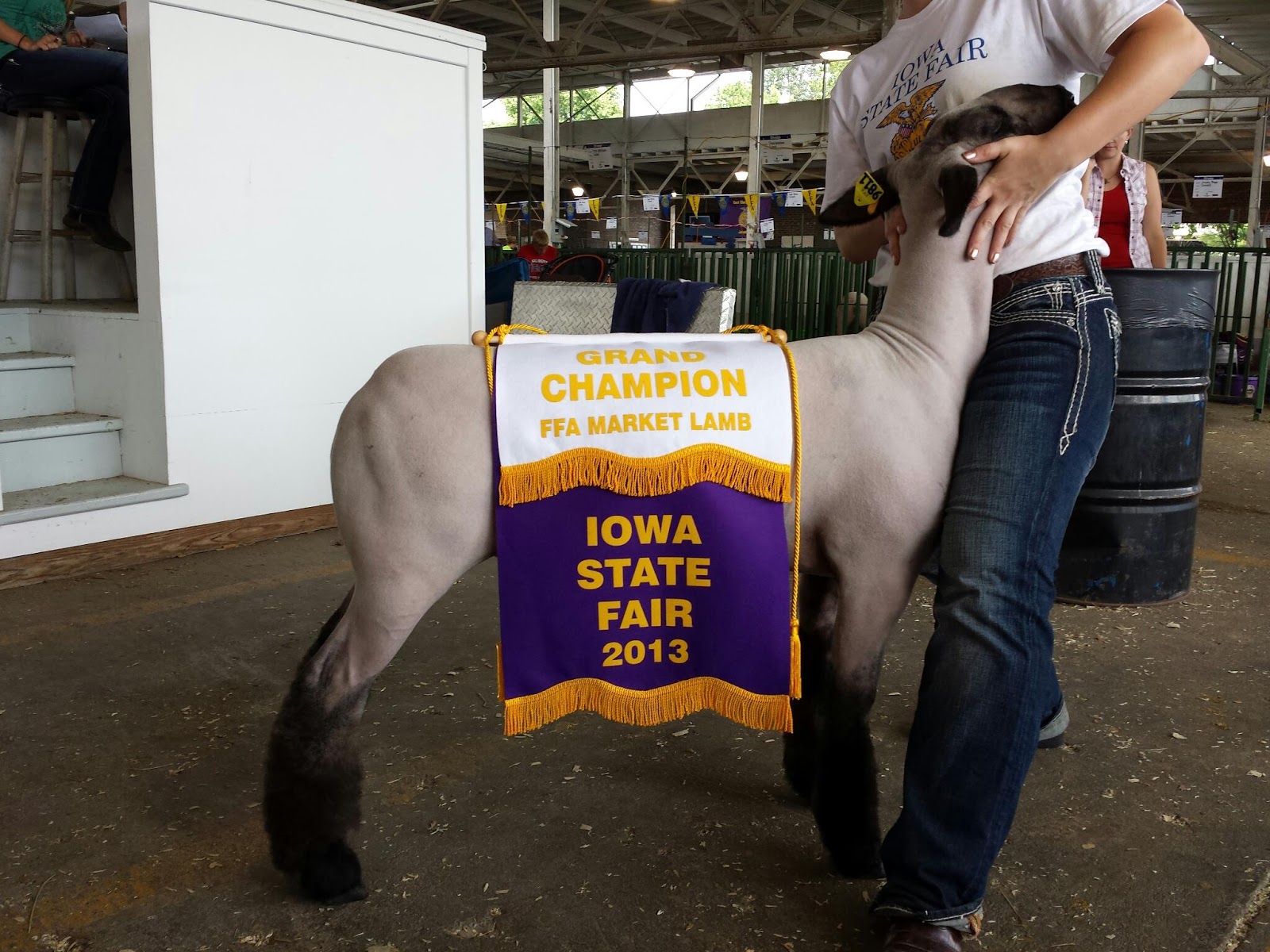 Habeger Show Stock News: Grand Champion Market Lamb | 2013 Iowa State ...
