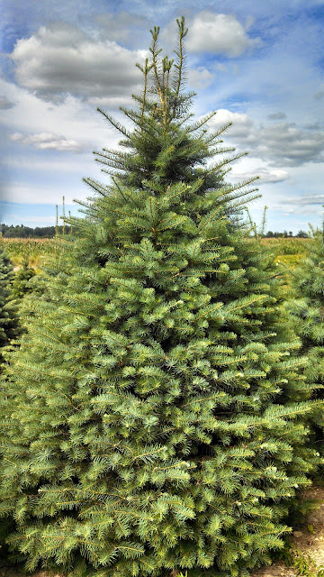 Concolor Fir