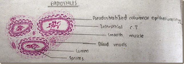 Histology Slides Database: Epididymus high resolution histology diagram