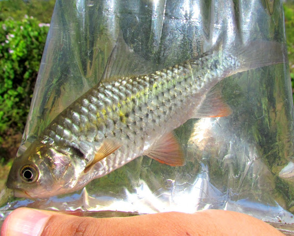 Barb (Fish) | Project Noah