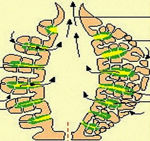 CANAL SYSTEM IN SYCON SPONGE | BIOZOOM