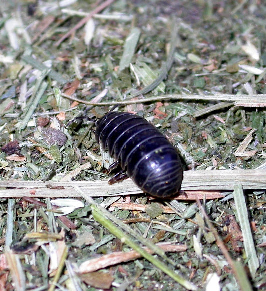 Pill Bug, Roly Poly | Project Noah