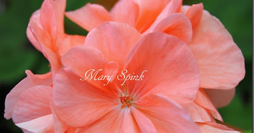 Pelargonium oasen.: Mary Spinks