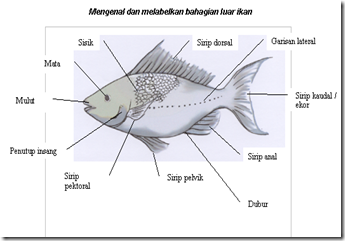 pancing2u.blogspot.com: Kenali Anatomi Bahagian Ikan