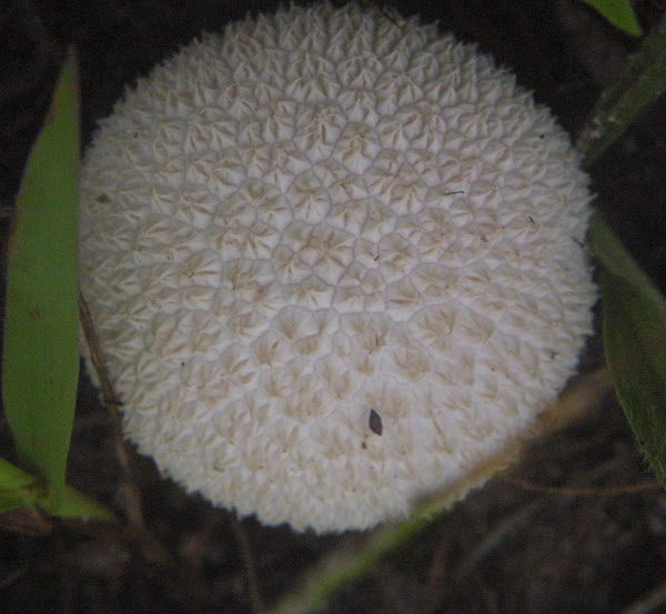 White Puffball | Project Noah