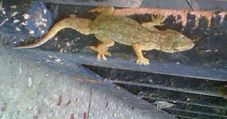 Chipkali, the urban lizard