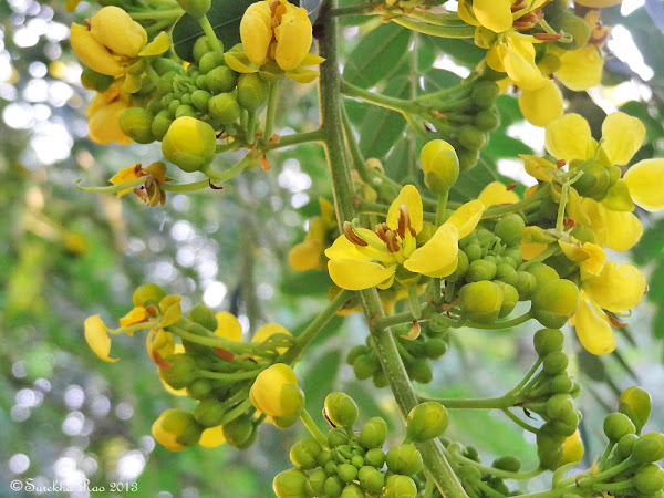 Siamese Cassia or Kassod Tree | Project Noah