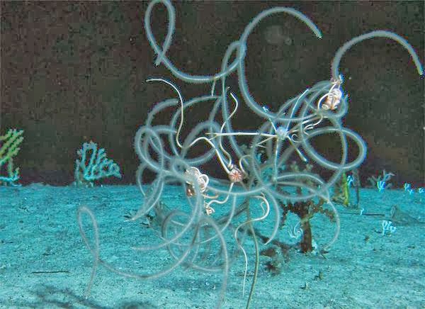 AWESOME BLOG: AWESOME COOL - Deep Sea Creatures Photo Collection (10 pics)