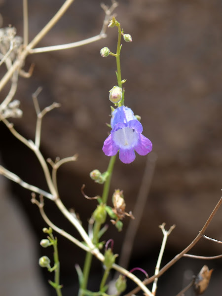 Mexican Blue Penstemon; Gentian Blue Penstemon | Project Noah