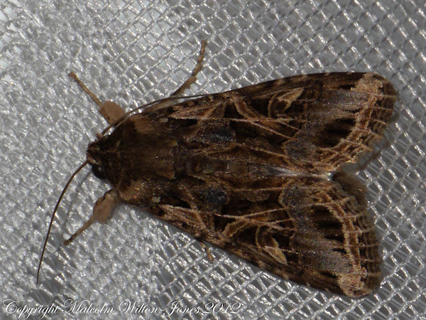 Mediterranean Brocade Moth | Project Noah