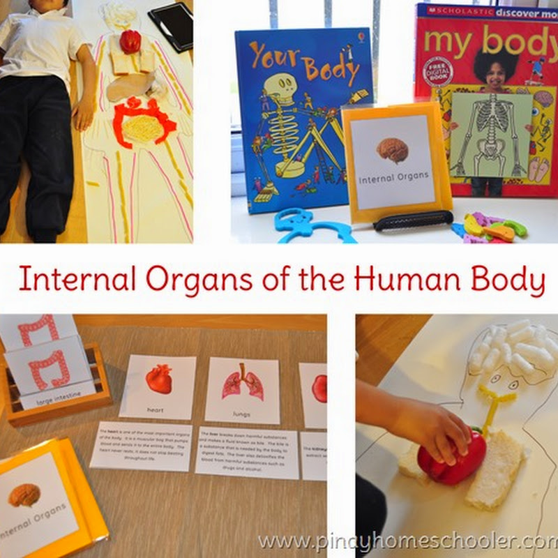 Human Body Unit: The Internal Organs | The Pinay Homeschooler
