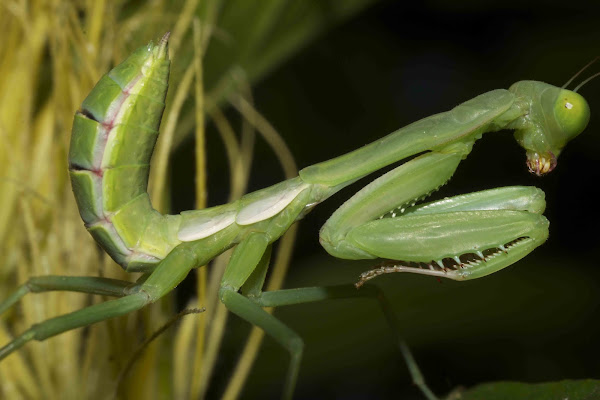 Giant Rainforest Mantis | Project Noah