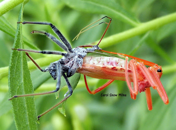 Wheel Bug (molting) | Project Noah