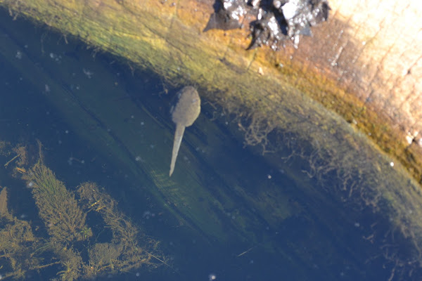 American Bullfrog Tadpole | Project Noah