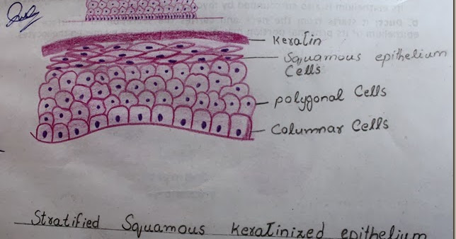 Stratified Squamous Epithelium Slide Labeled