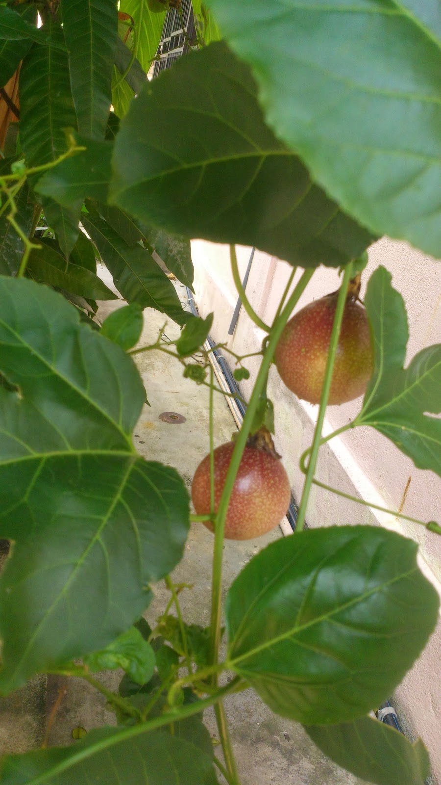 My Life & My Loves ::.: Pokok Markisa