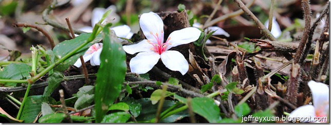 [Hsinchu Luliaokeng, Taiwan] “Tung flower” blossom ~ Jeffrey's Life log