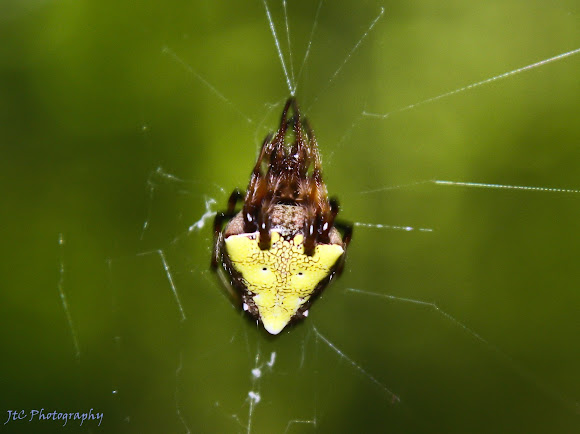 Arrowhead Orbweaver | Project Noah