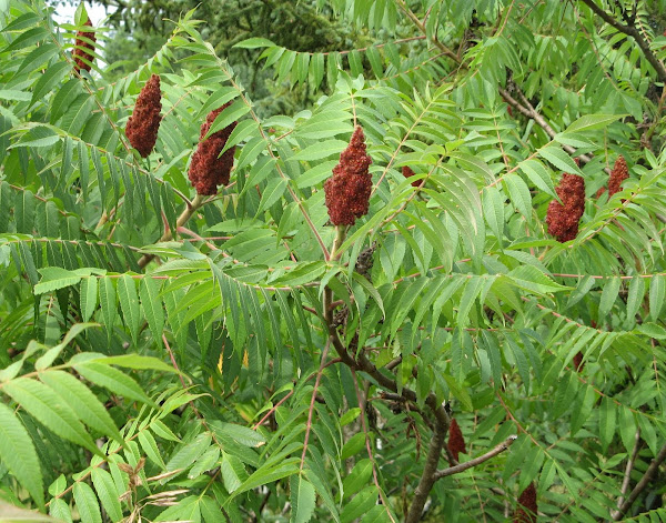 Staghorn Sumac | Project Noah