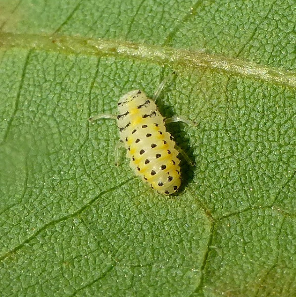 Illeis cincta | Project Noah