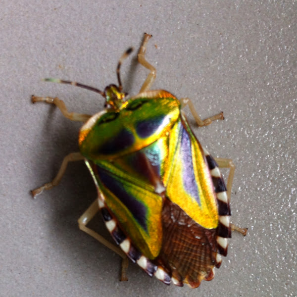 Shield bug | Project Noah